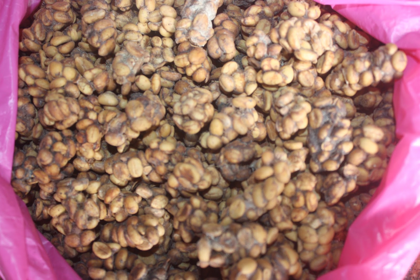 @rYo CrazY JouRnalisT !!!: Original Civet Coffee