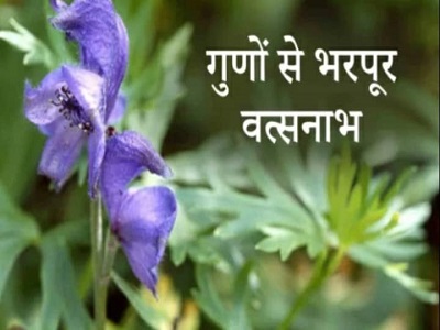 वत्सनाभ (मीठा विष)