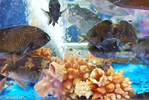 It's an Edible Aquarium