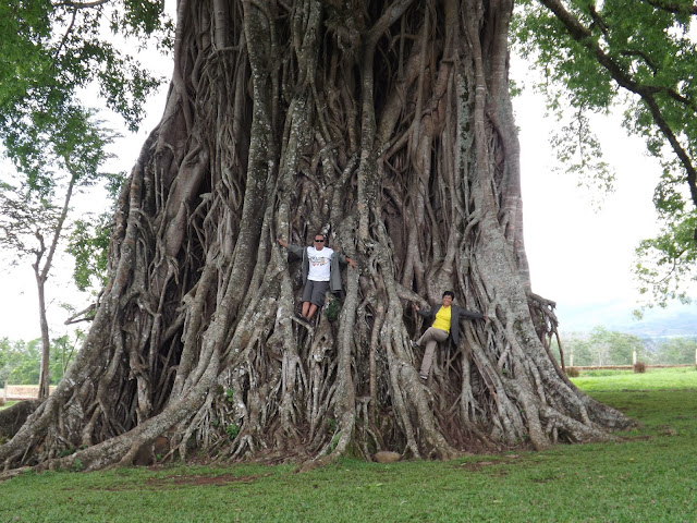 PHILIPPINES CENTURY TREE INHABITED BY THE SPIRITS?? COOL WATERS OF ...