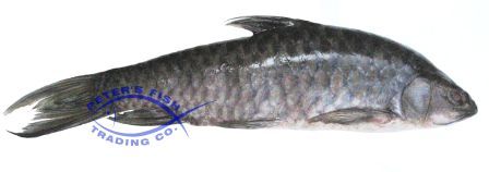 River Fish Supplier, Peter's Fish Trading Co, Sarawak: SEMAH FISH ...