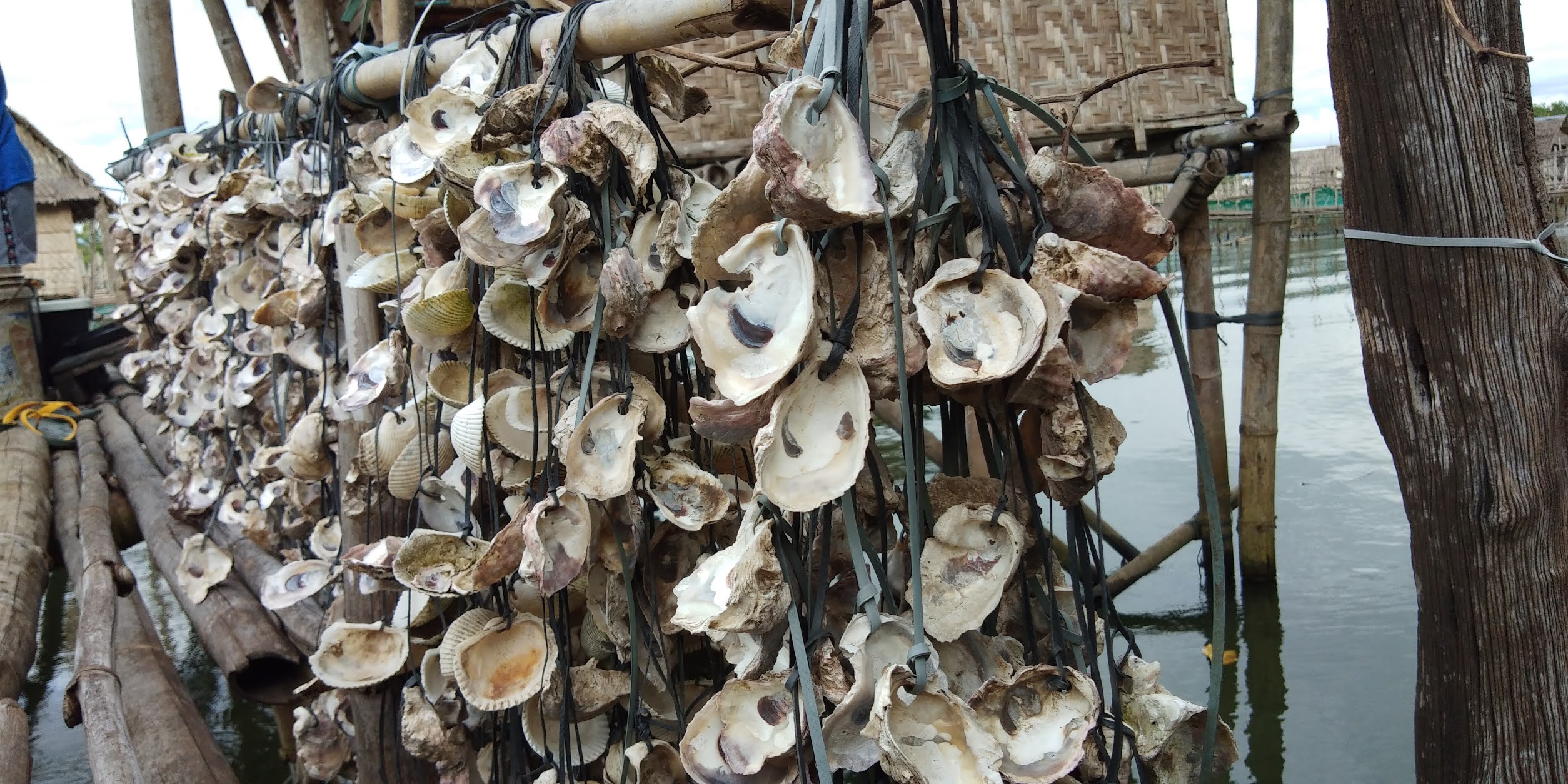 happi picture21 official: FAMOUS OYSTER/TALABA, Himamaylan City, Negros ...