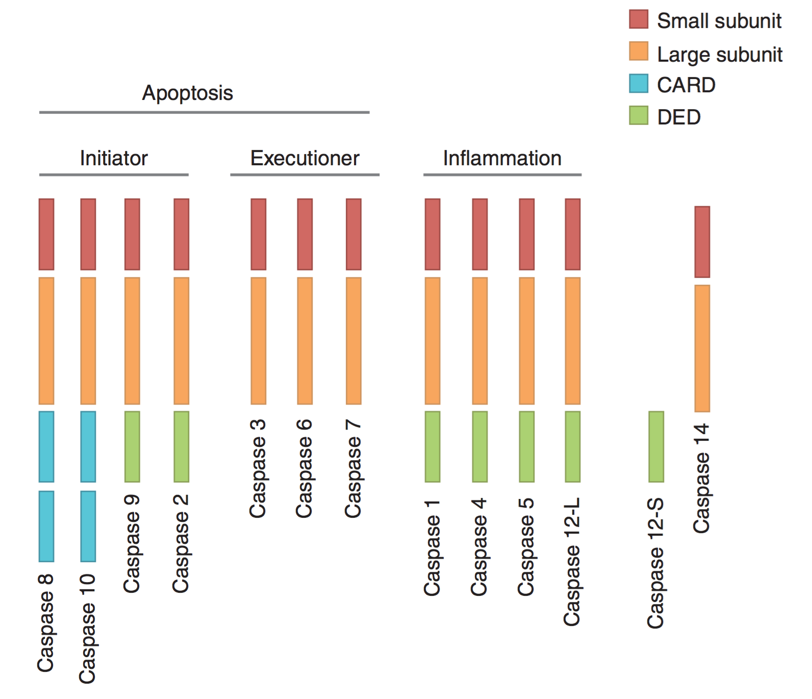 Apoptosis: Caspases