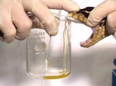 Snake cells grown in the lab for venom production that could be used as ...
