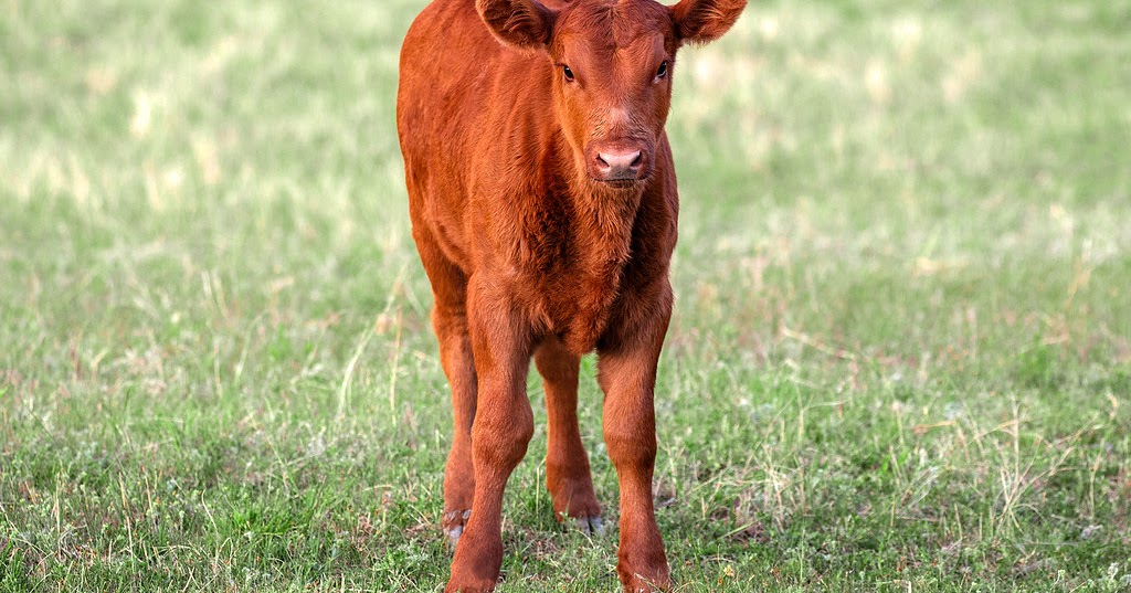 Red Angus Cattle Pros And Cons Facts Price red-angus-cattle-pros-and-cons-facts-price