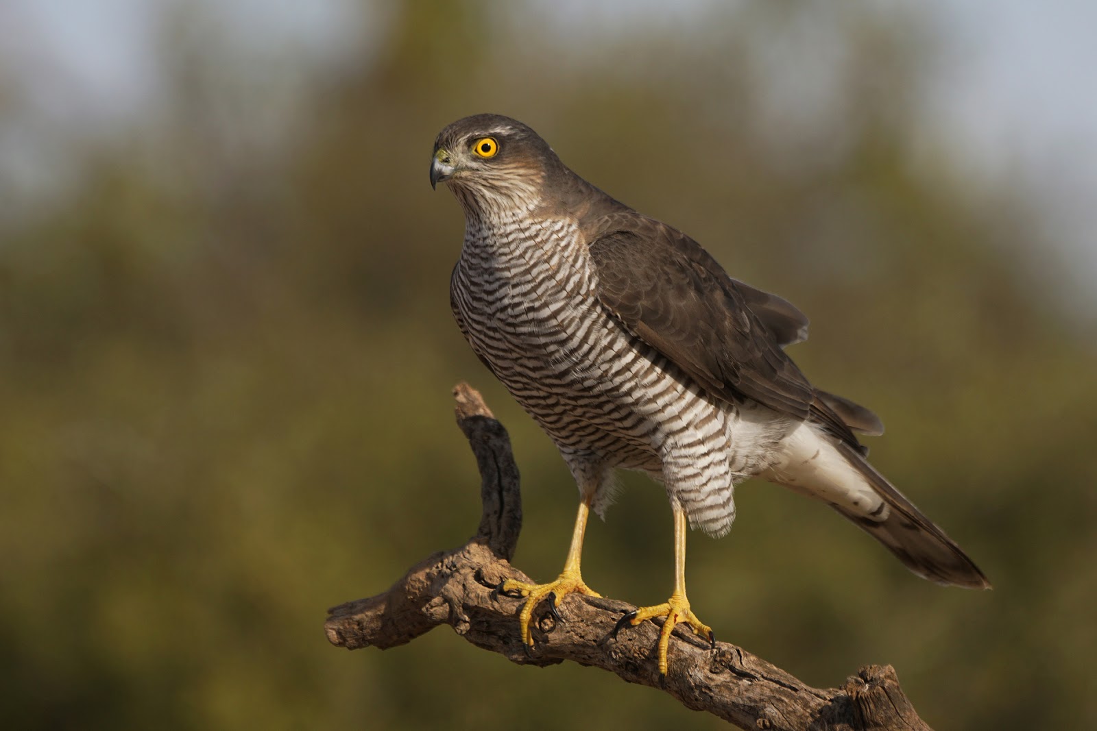Pasión por las aves: Gavilán común,(Accipiter nisus)