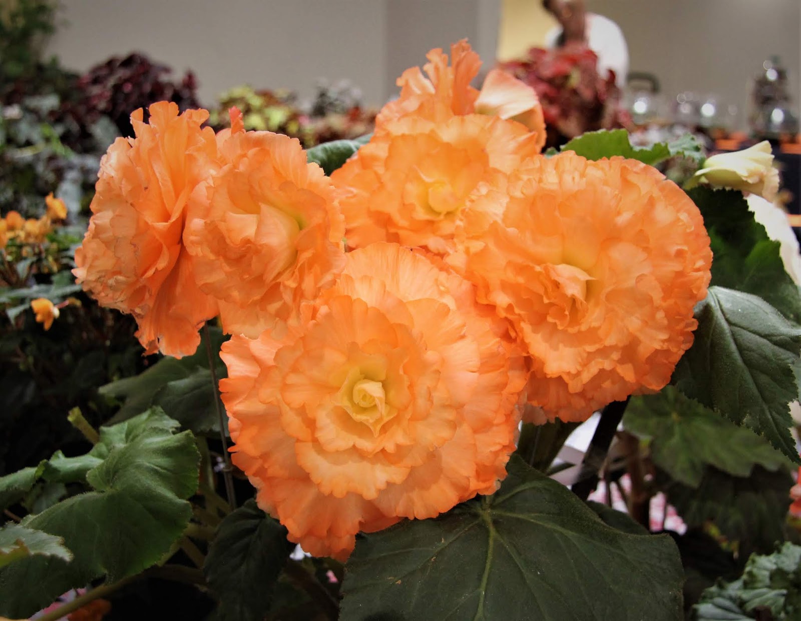BirdCam on Cheltenham: 2019 American Begonia Society Convention ...