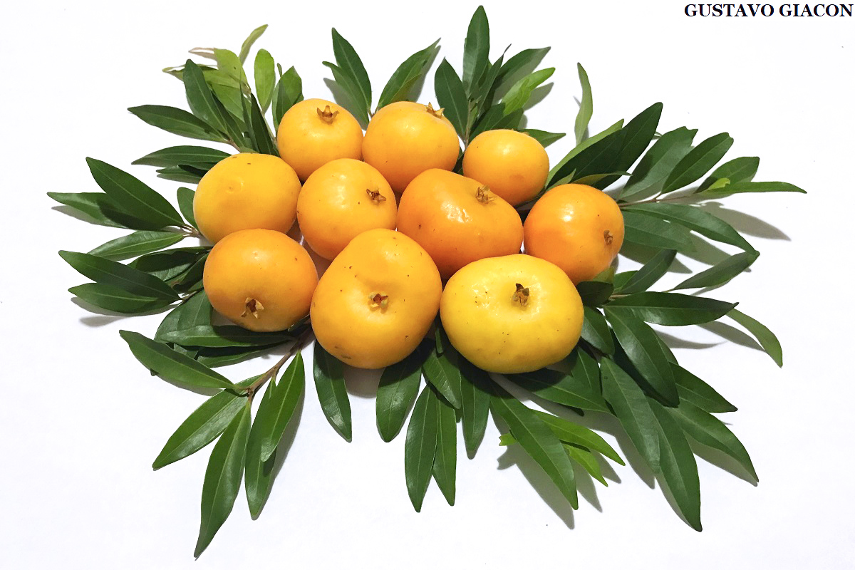 Viveiro Ciprest - Plantas Nativas e Exóticas: Uvaia Dura ( Eugenia ...