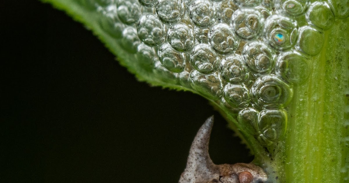 Eye To Eye With Nature: Notes, Observations, and Tips