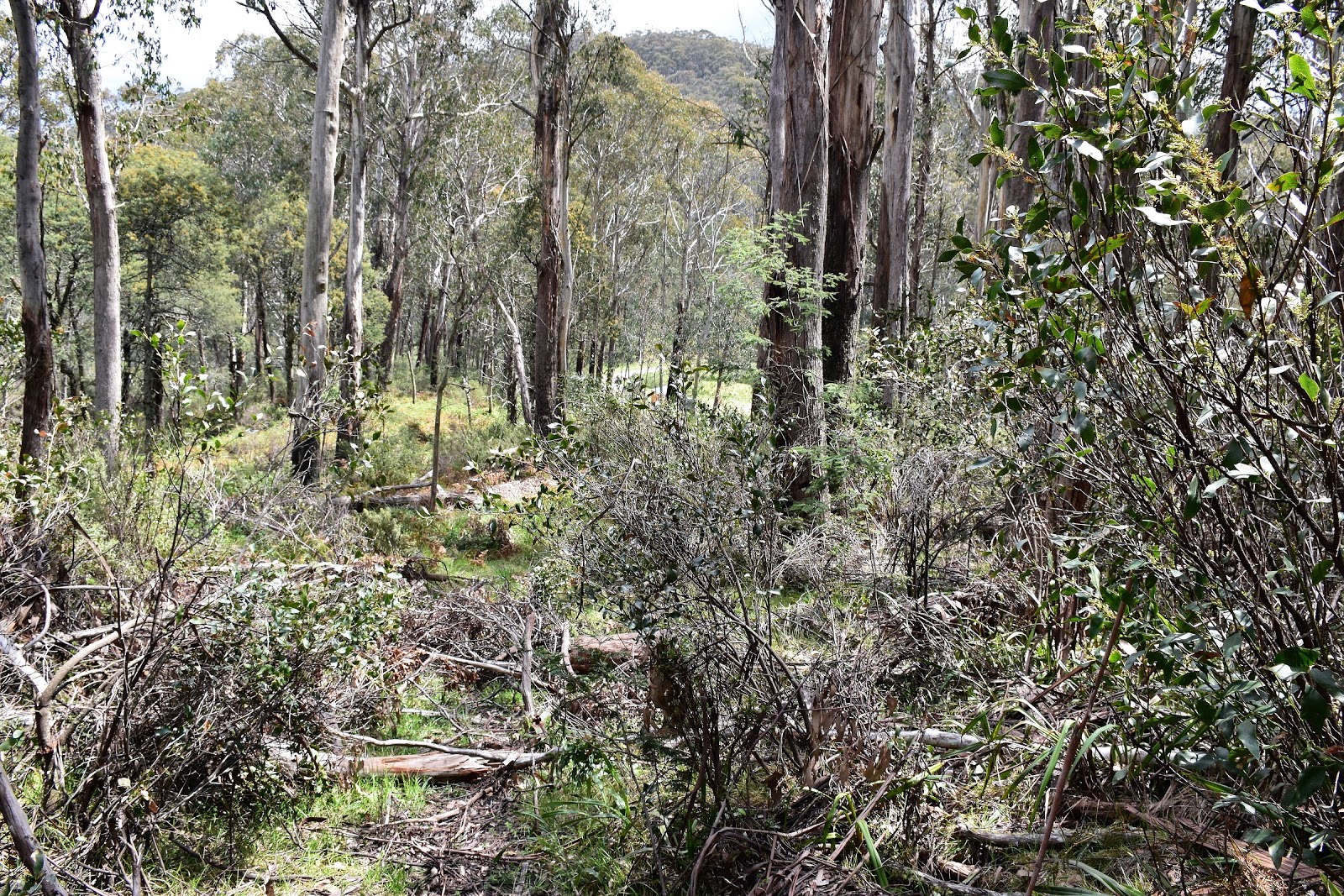 Goin' Feral One Day At A Time: Cleve Cole Hut to Mt Wills, AAWT, Alpine ...