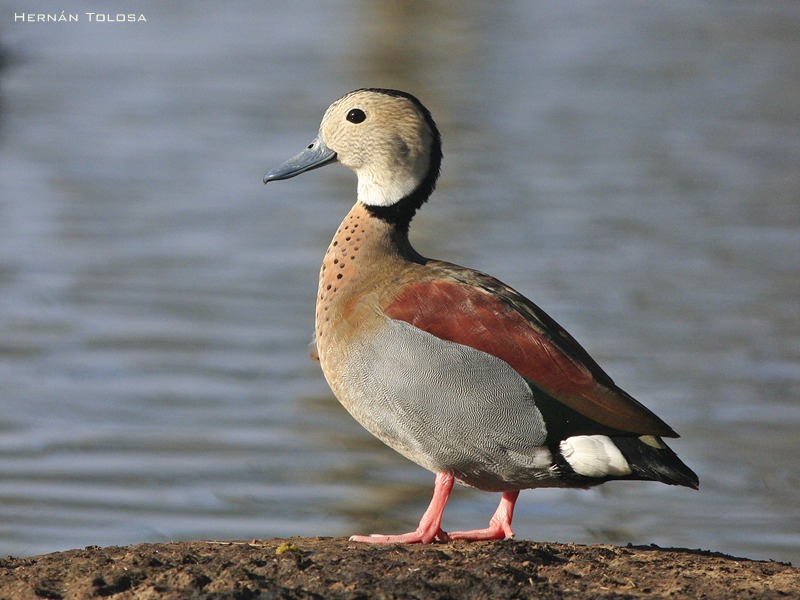 Aves Bonaerenses: Pato de collar (Callonetta leucophrys)