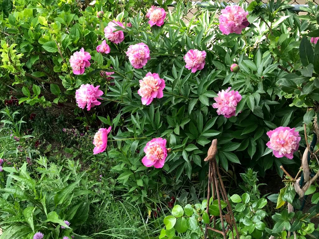 Time in the garden: Tufa de bujori roz