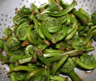 Millies's Mats: Fiddleheads and Sunday ramblings
