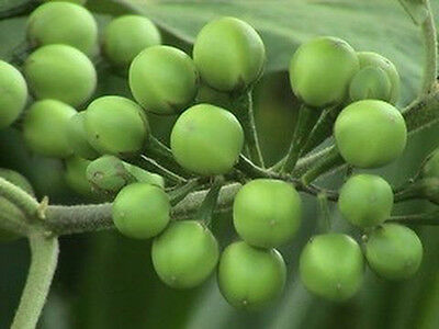 NZEH Ghana: Healthy Eating- Turkey Berries