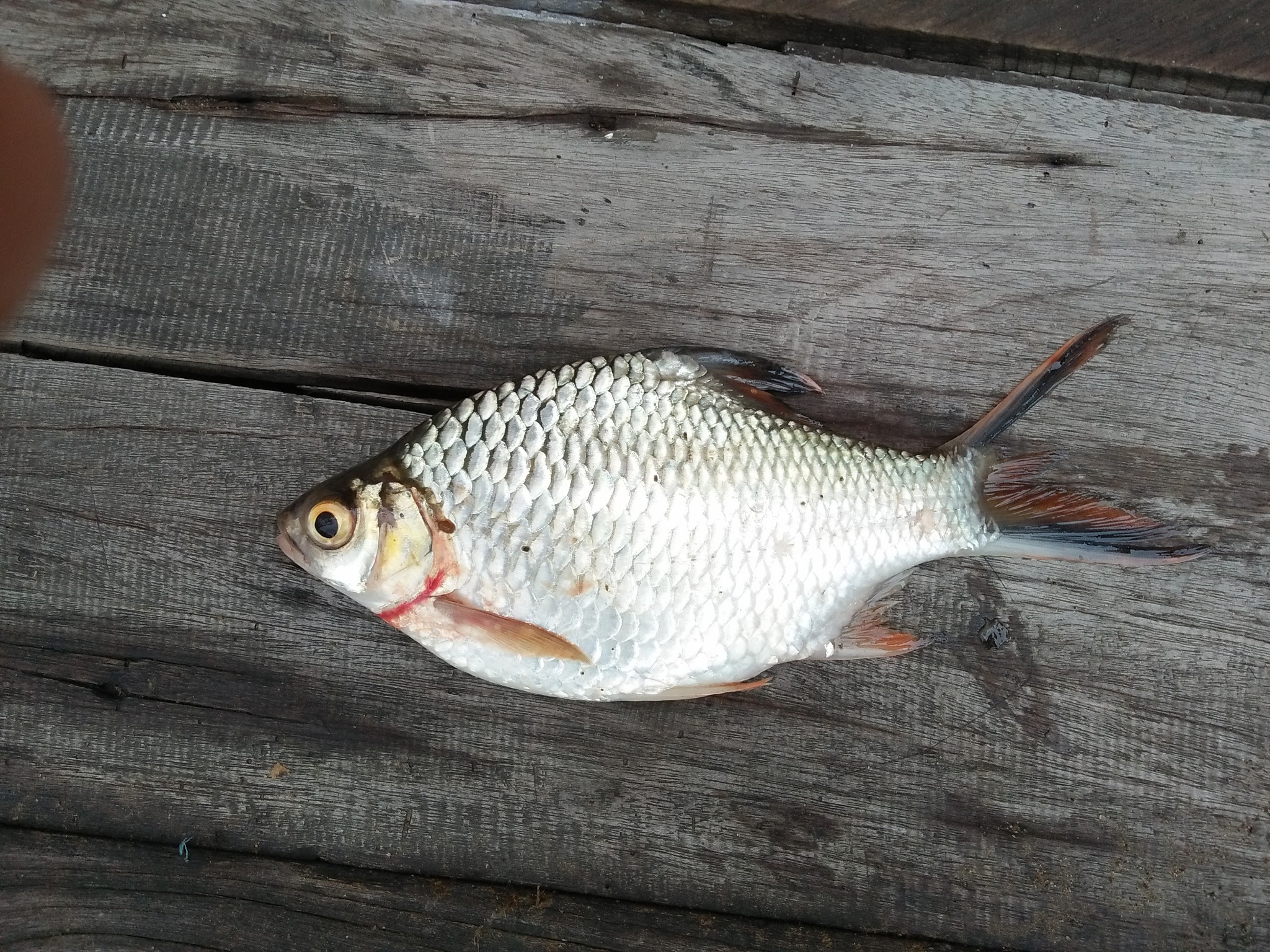 MUSLIM HOMEPAGE: Ikan Lampam