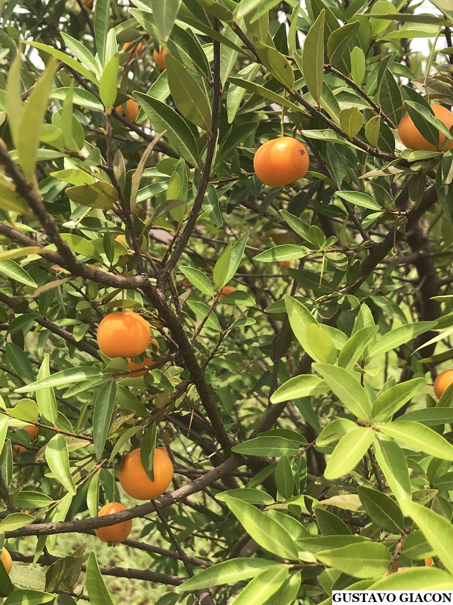 Viveiro Ciprest - Plantas Nativas e Exóticas: Uvaia Lisa ( Eugenia ...