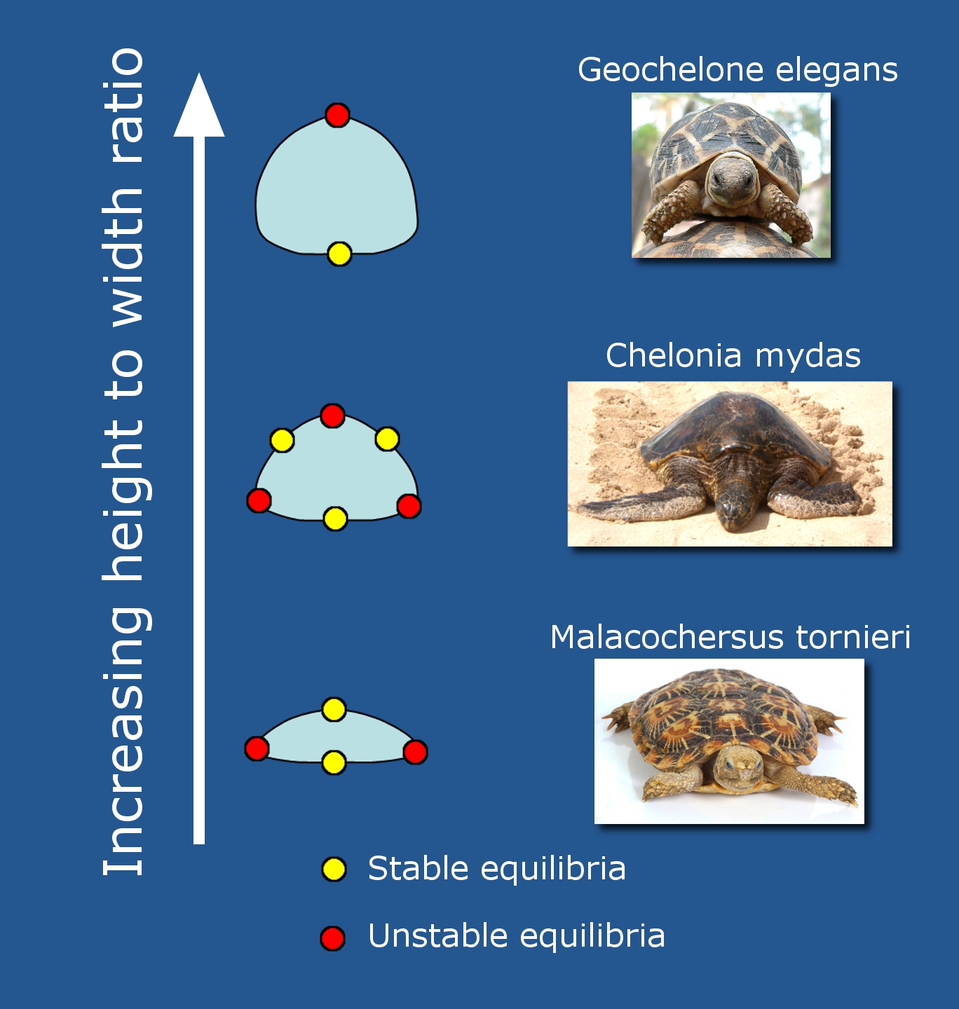 The Laughing Mathematician: Egg shells to turtle shells.
