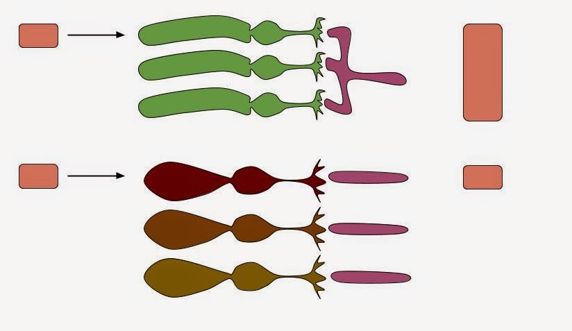 A2 Biology: The basic structure of a Pacinian corpuscle as an example ...