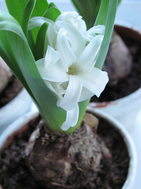 Blue Hortensia: Dašak proljeća u zimi...