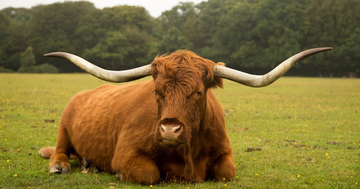 Chipster63 Photography: Fat Cow