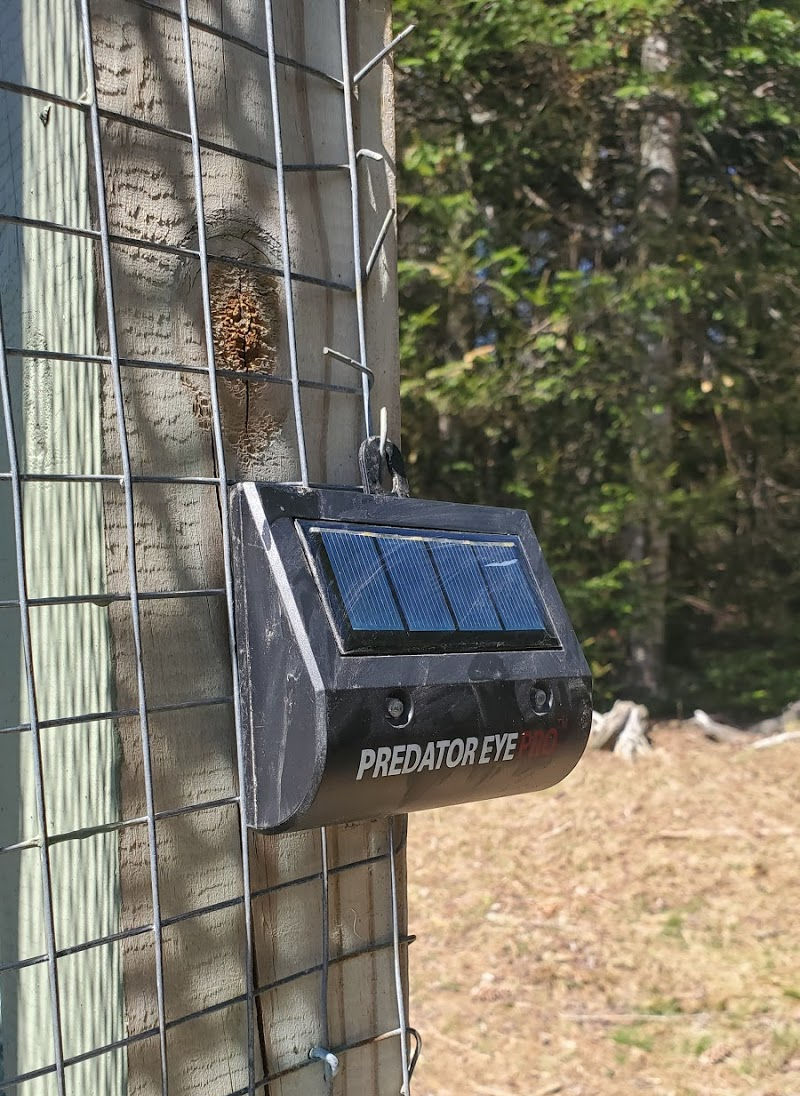 Chicken Coop + Run Predator Proofing - Fresh Eggs Daily® with Lisa Steele