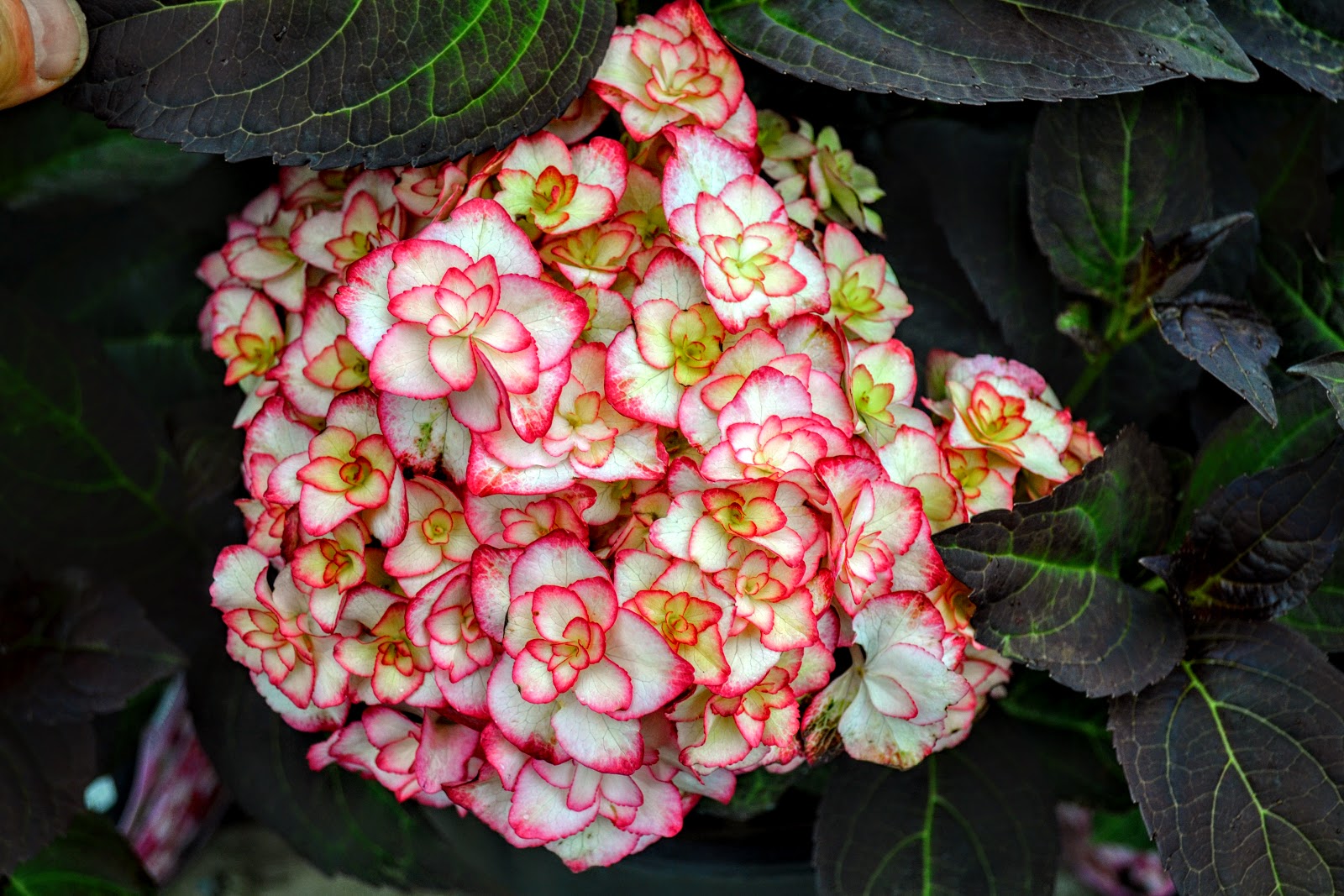Hydrangea Macrophylla Dark Angel Red - Télécharger