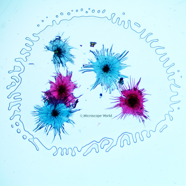 Microscope World Blog: Apple under the Microscope