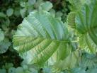 Herbs-Treat and Taste: ANCIENT ALDER TREE - HISTORY, LEGENDS AND HEALTH ...