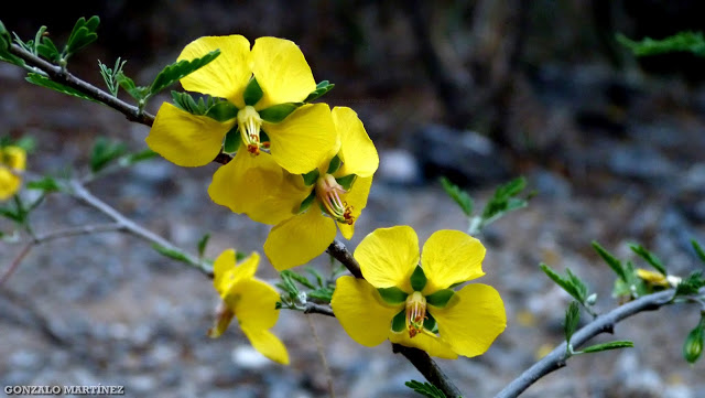 Argentina nativa: Guacle (Bulnesia bonariensis)