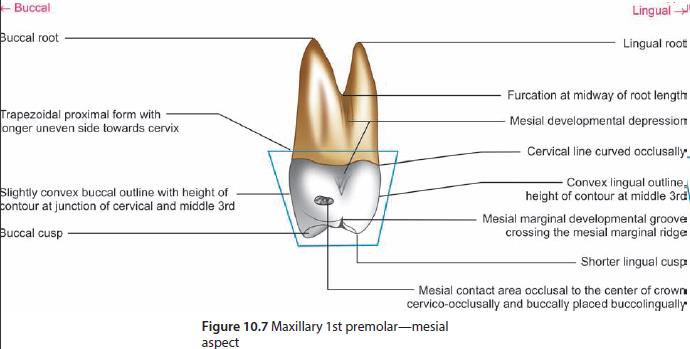 Permanent maxillary first premolar l tooth crown & root morphology ...