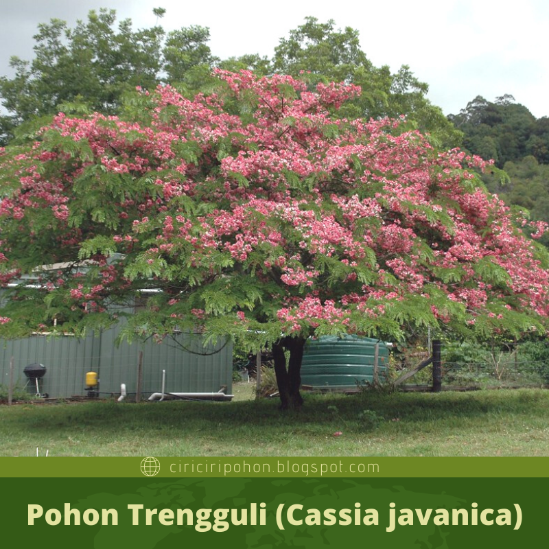 Ciri Ciri Pohon Trengguli Wanggang Di Alam Liar - Ciriciripohon.com