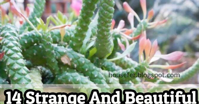 14 Strange And Beautiful Houseplants You Need To Know About