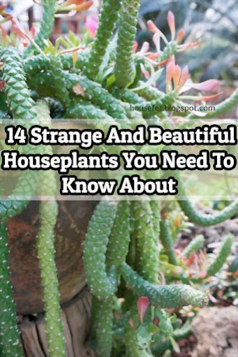 14 Strange And Beautiful Houseplants You Need To Know About