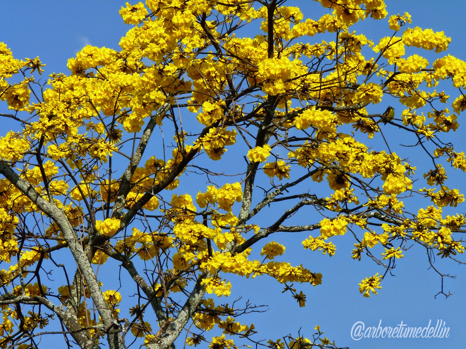 ARBORETUM: ENERO guayacán amarillo