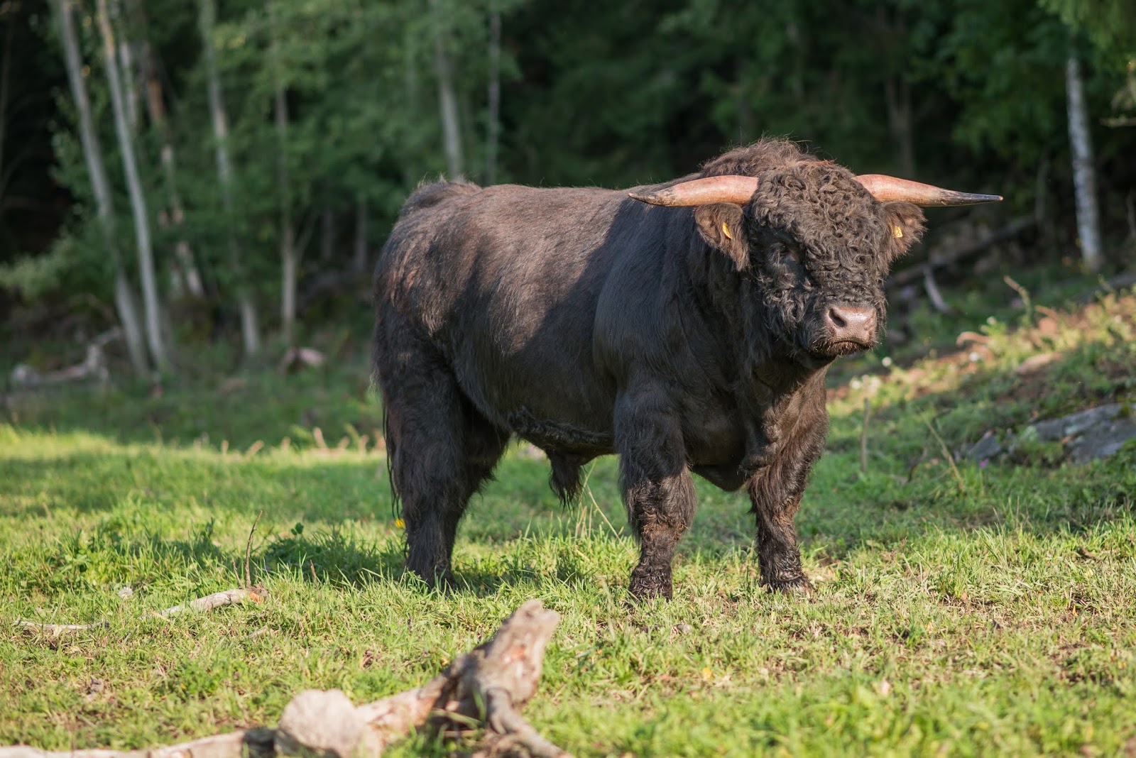 Boe's Highland Cattle: Tjurar till salu / Myytävät sonnit