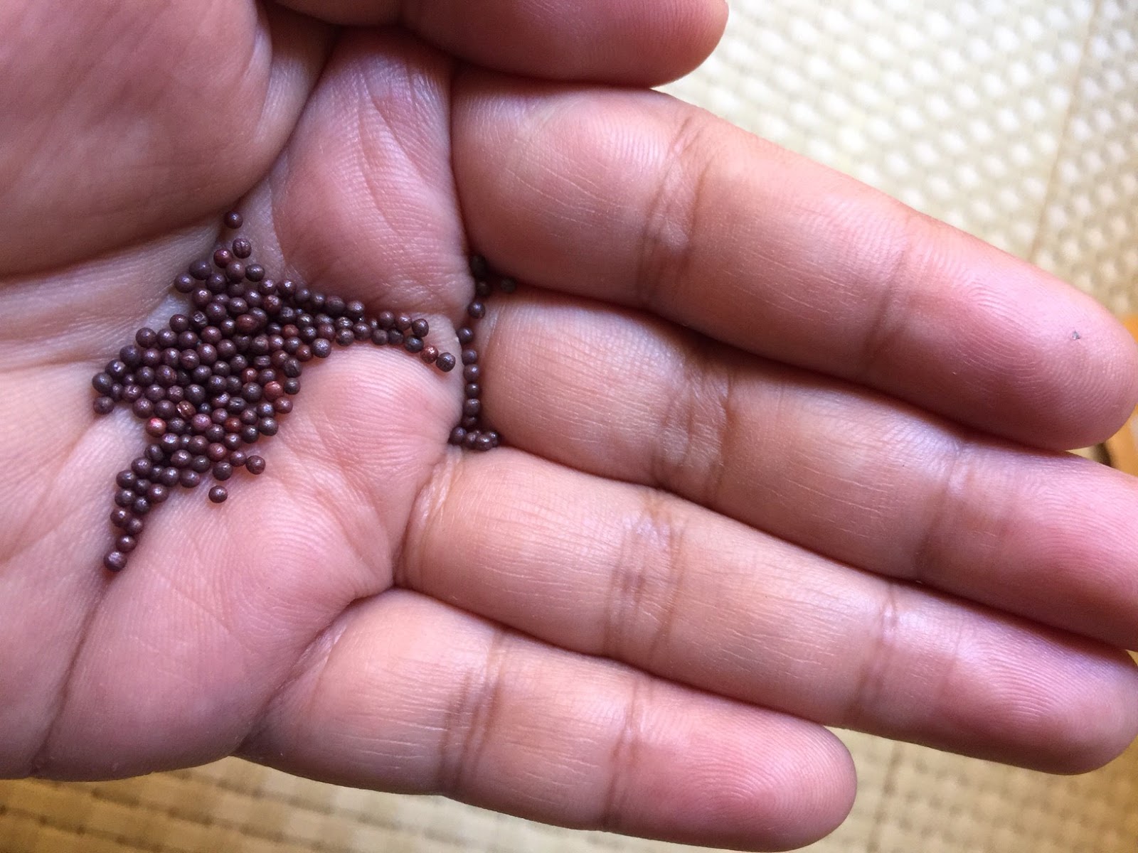 ~ Life at the Sayote Kingdom ~: Gardening: How I Planted Pechay