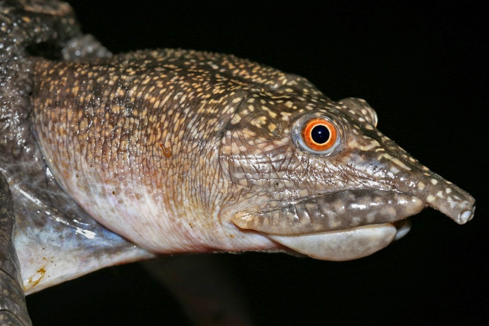 Galapagos Ecotourism and Responsible Travel: The Blog: Tortoise ...