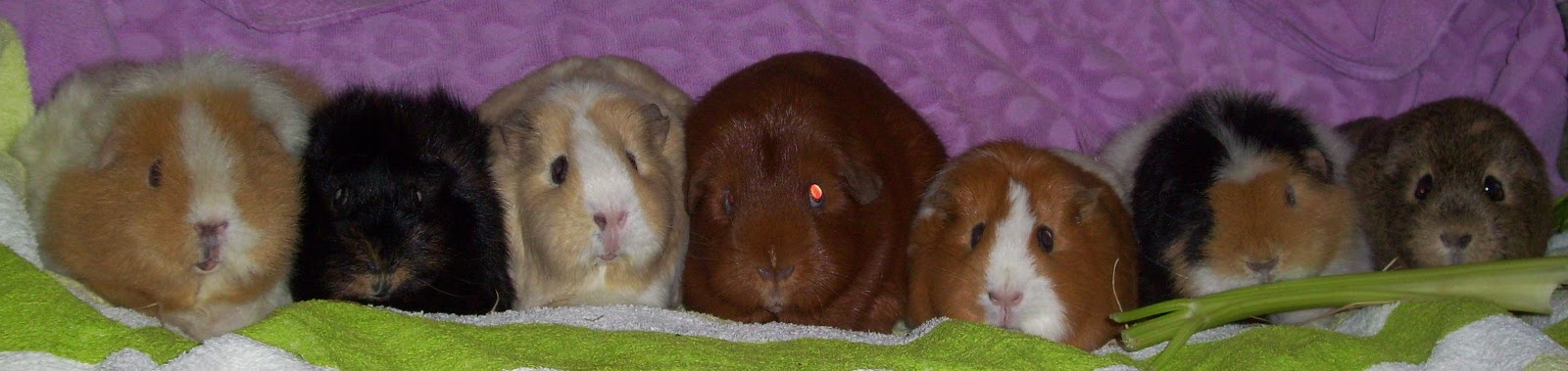 Undercover Guinea Pigs: A Piggy A - Z. G is for Guinea Pigs!