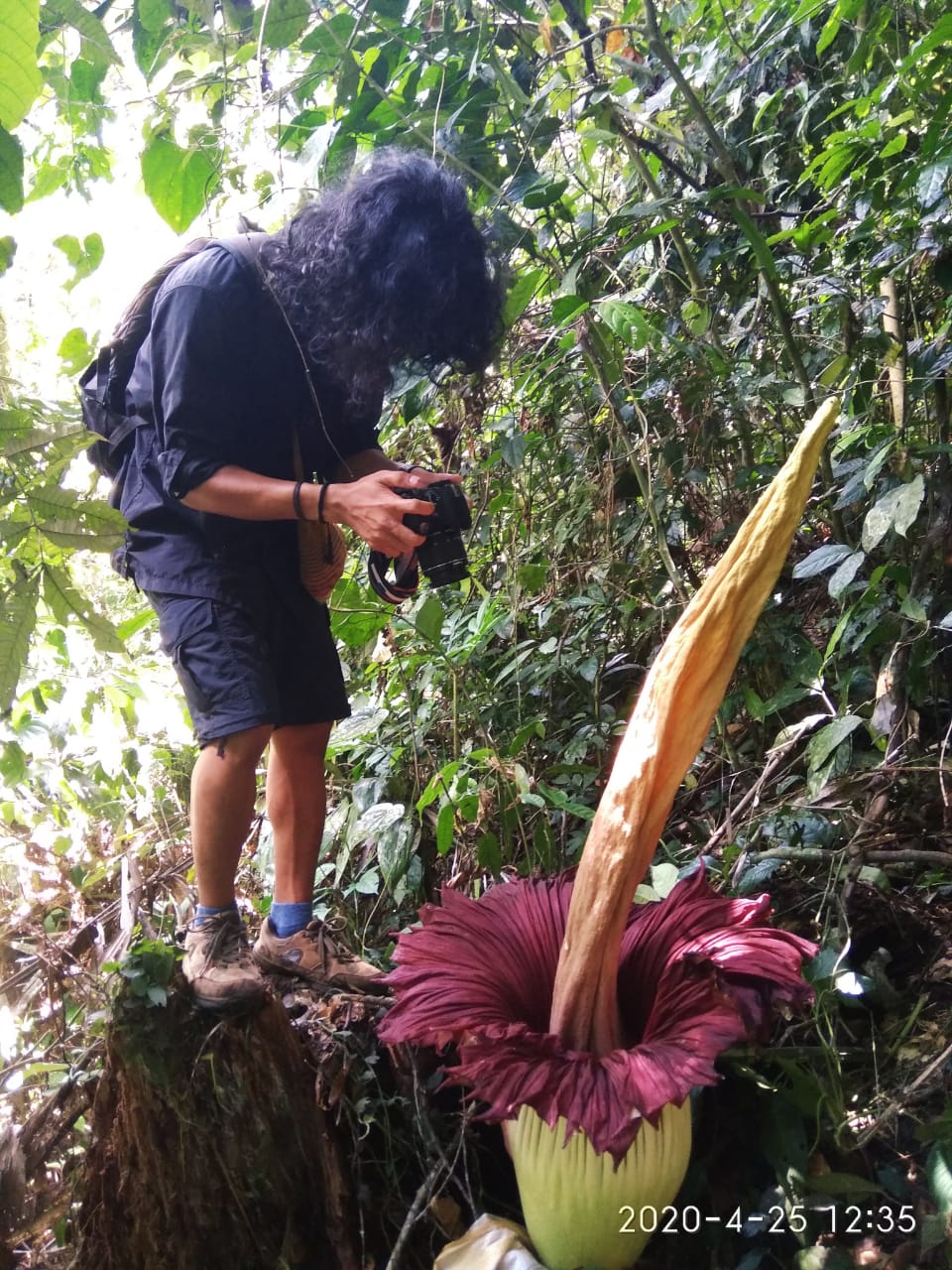 KEPEDULIAN TERHADAP PUSPA LANGKA INDONESIA “BUNGA BANGKAI” | katakanlah