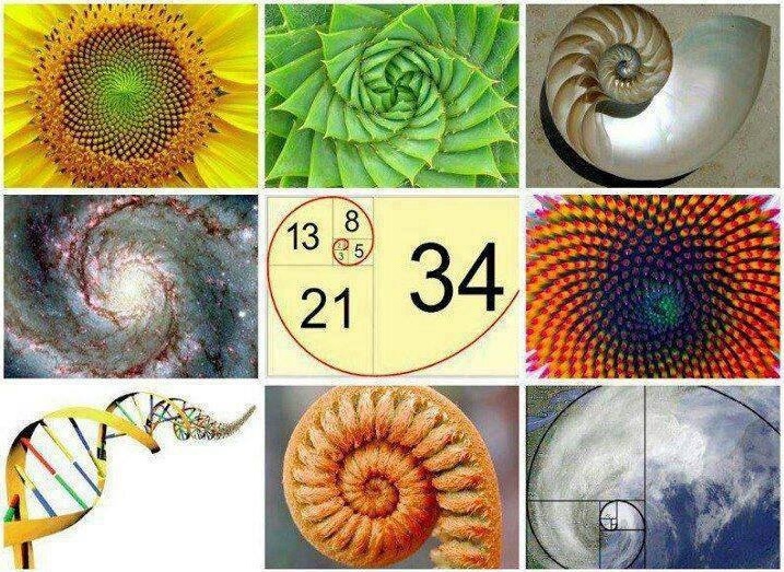 MathsEasyLearn: Fibonacci Series/Number/Sequence (God number series ...