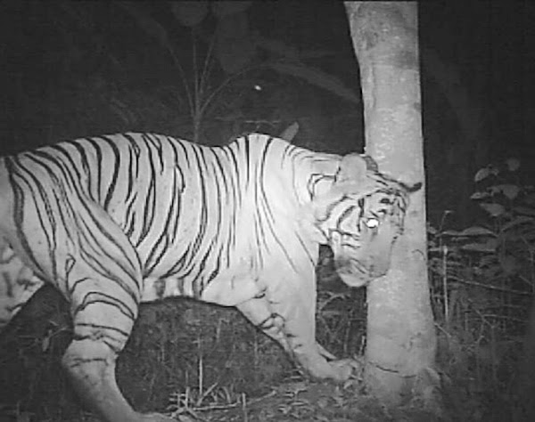 How do tigers mark their territory?