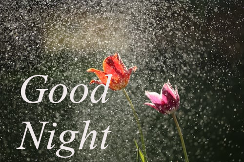Top 50 beautiful Good Night Images greating Pictures,Photos for ...