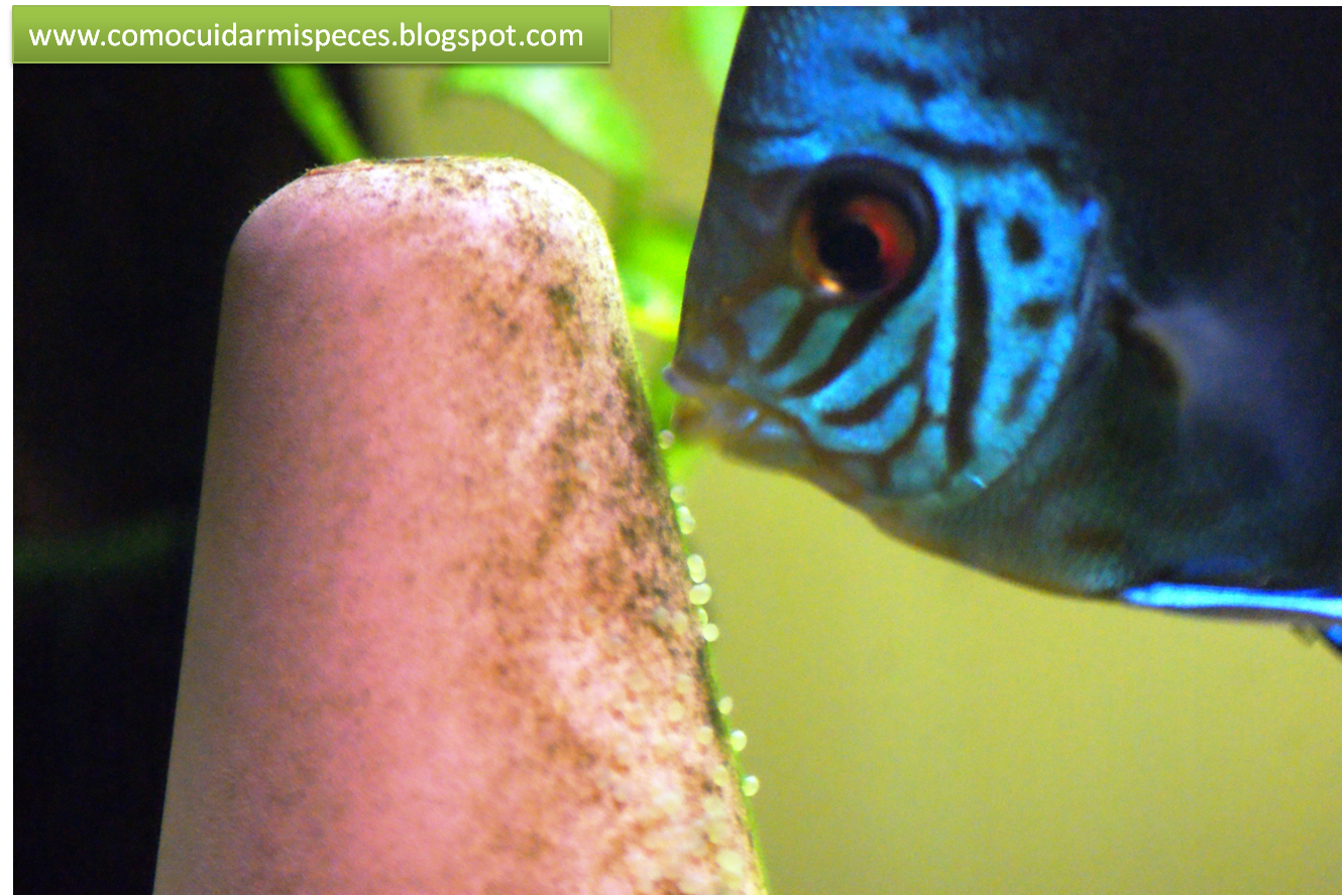 Imágenes de puesta de huevos de Discos - Symphysodon - Reproducción I