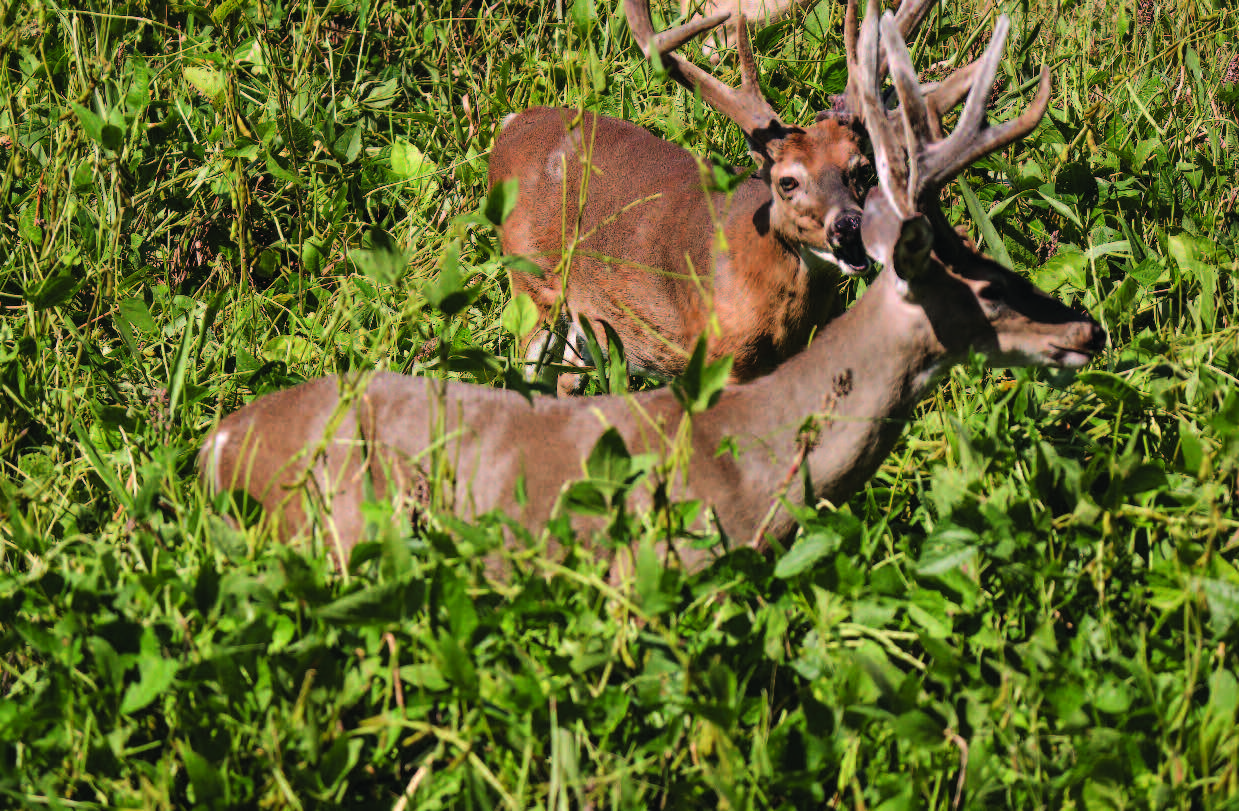 Whitetail Institute: Imperial Whitetail PowerPlant Performance Far ...
