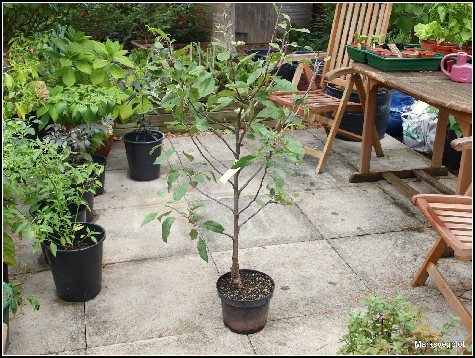 Mark's Veg Plot: A new apple tree