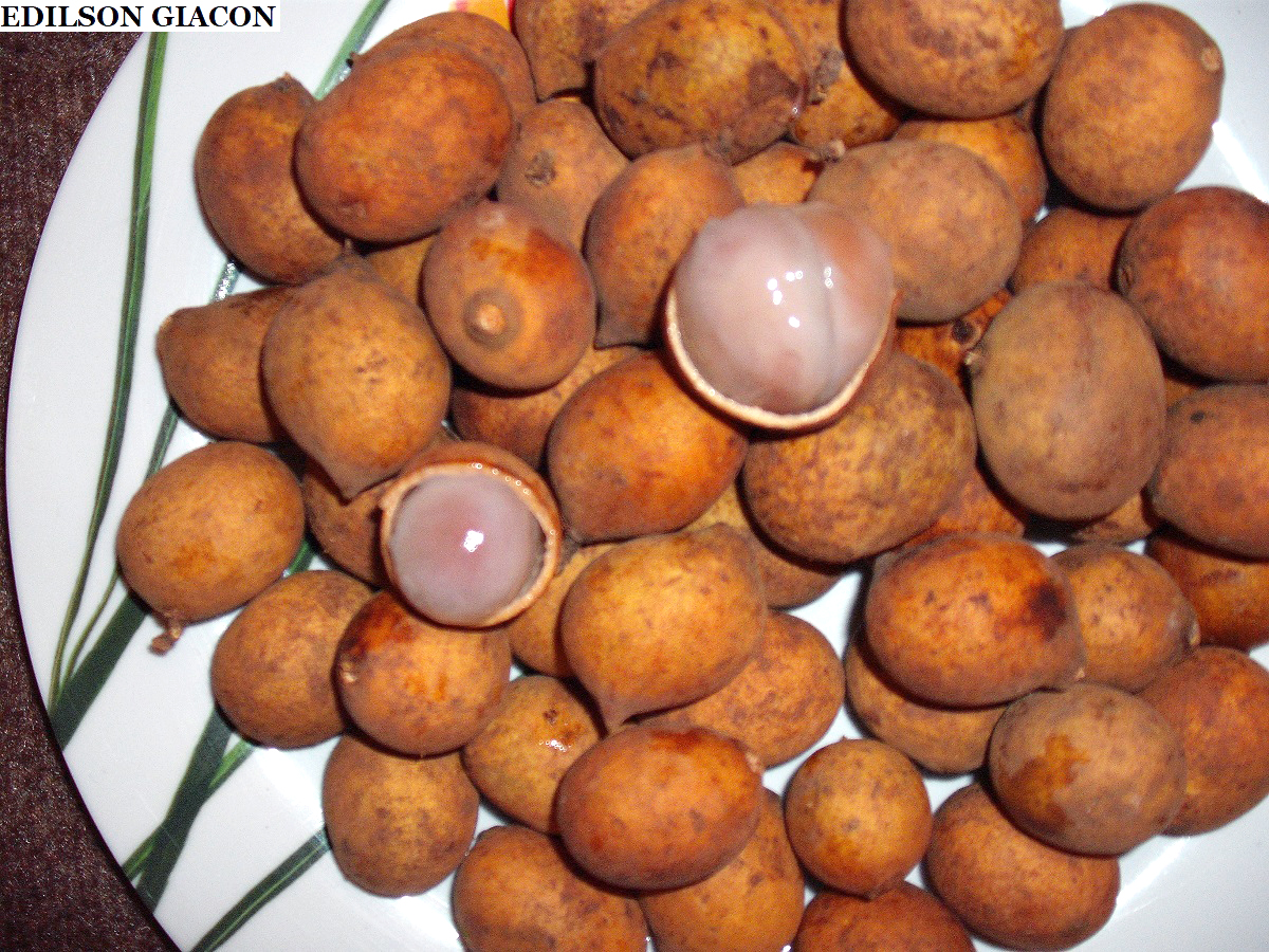 Viveiro Ciprest - Plantas Nativas e Exóticas: Pitomba do Norte ...