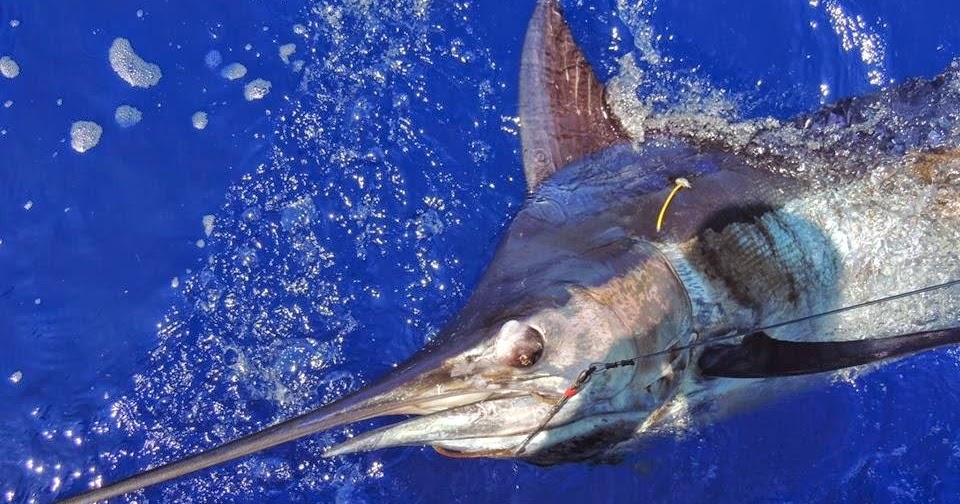 Maui Fishing Charters - Today's Fresh Catch: Rascal Fishing Charters