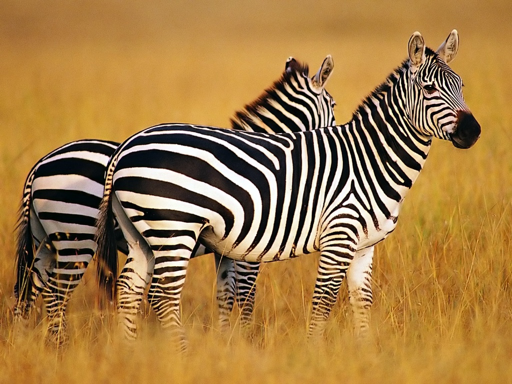Top 20 Most Cute And Dashing Zebra Wallpapers In HD