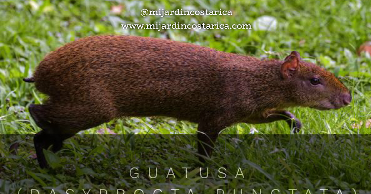Guatusa Centroamericana (Dasyprocta Punctata) - "Mi Jardín Costa Rica"