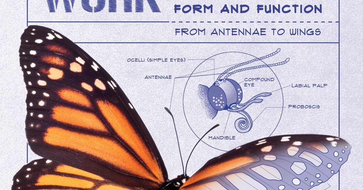 Review: How Insects Work: An Illustrated Guide to the Wonders of Form ...